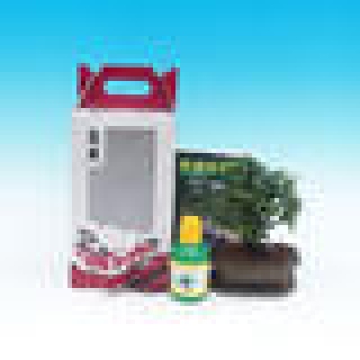 Bonsai in gift boxes - e-bonsai.com