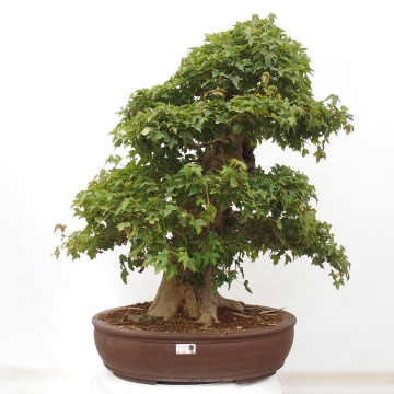 Outdoor bonsai - Maple Buergerianum - Burger Maple - e-bonsai.com