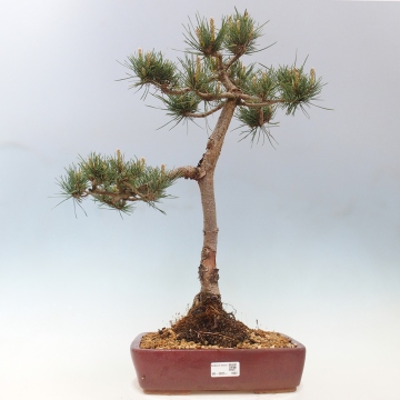 Outdoor bonsai - Pinus Sylvestris - Scots pine - e-bonsai.com