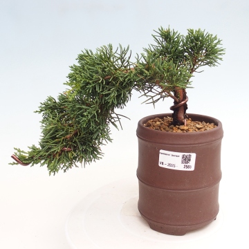 Outdoor bonsai - Juniperus chinensis Kishu - Chinese Juniper - e-bonsai.com