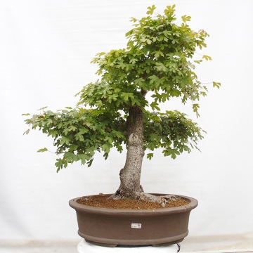 Outdoor bonsai - French Maple - Acer Nonspessulanum - e-bonsai.com