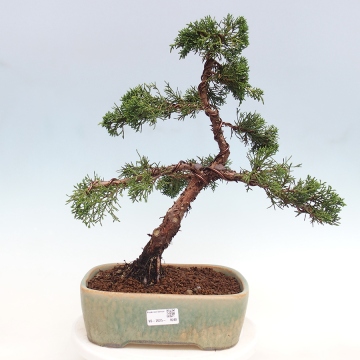 Outdoor bonsai - Juniperus chinensis Kishu - Chinese juniper - e-bonsai.com