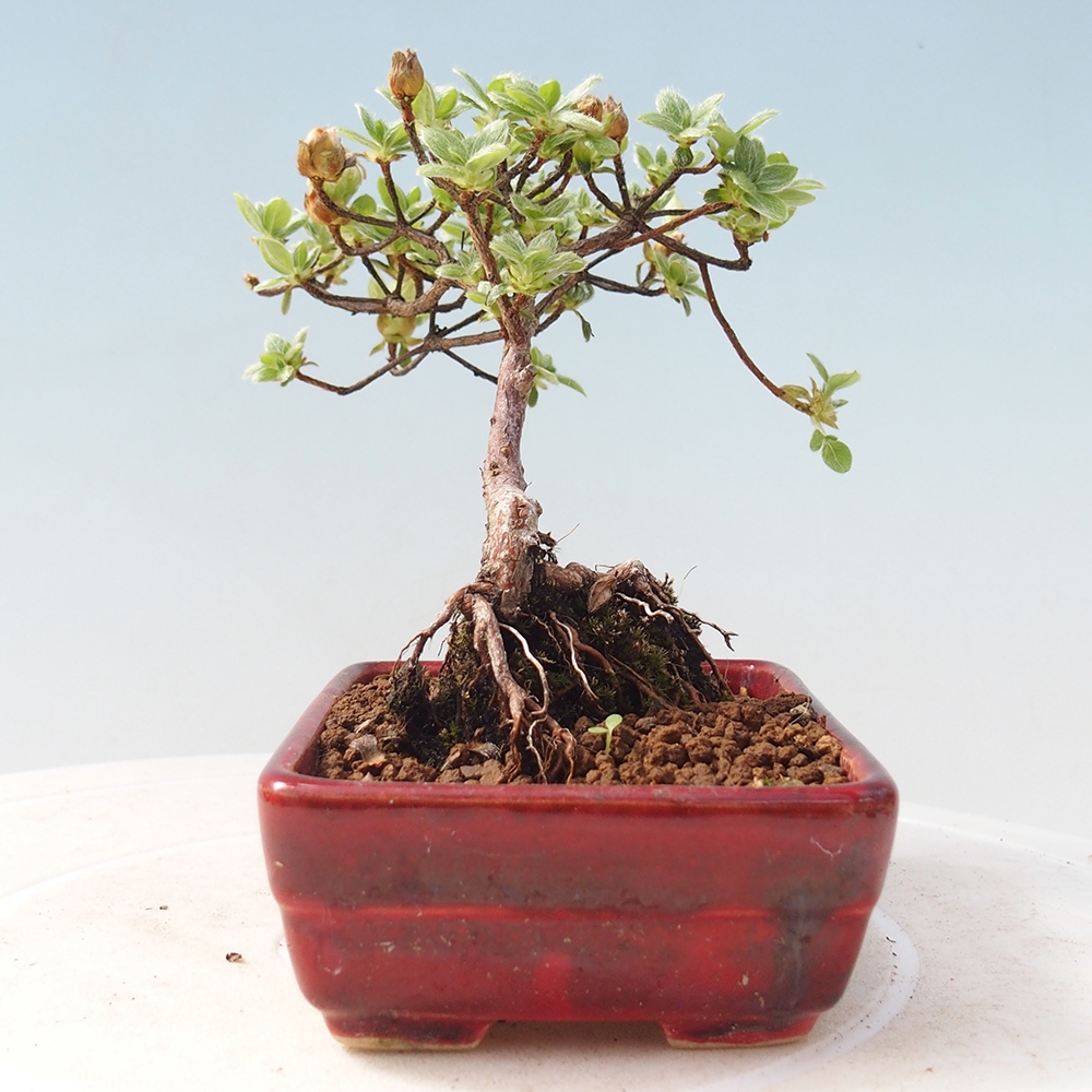 Outdoor bonsai - Rhododendron indicum - Japanese azalea - e-bonsai.com