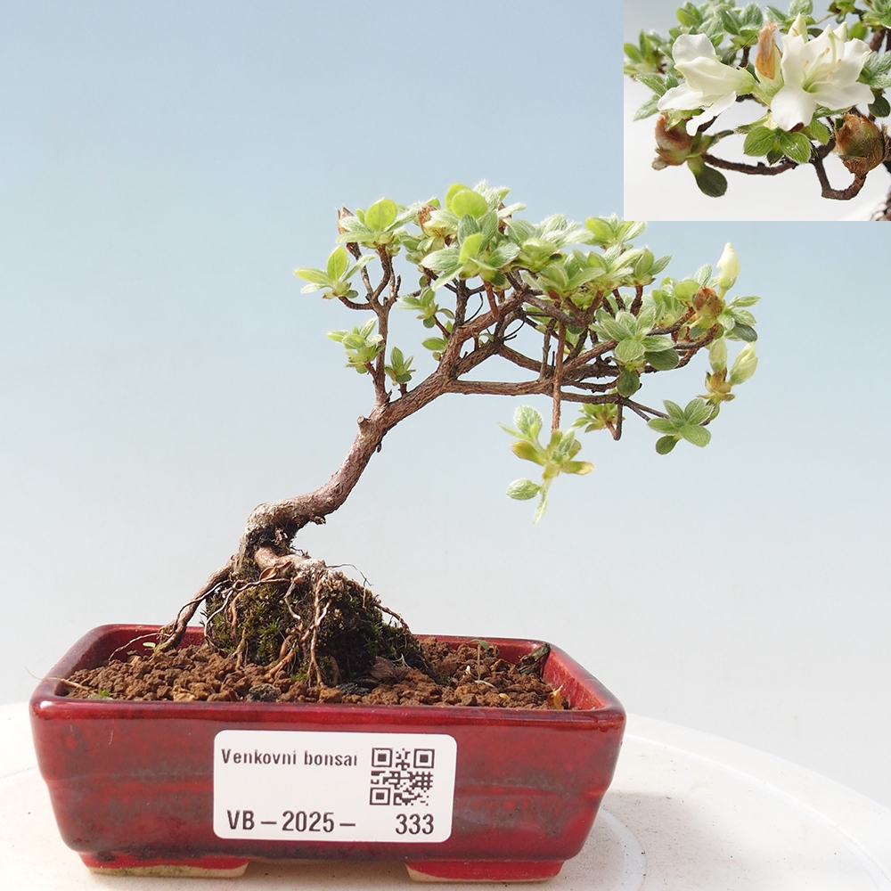Outdoor bonsai - Rhododendron indicum - Japanese azalea - e-bonsai.com