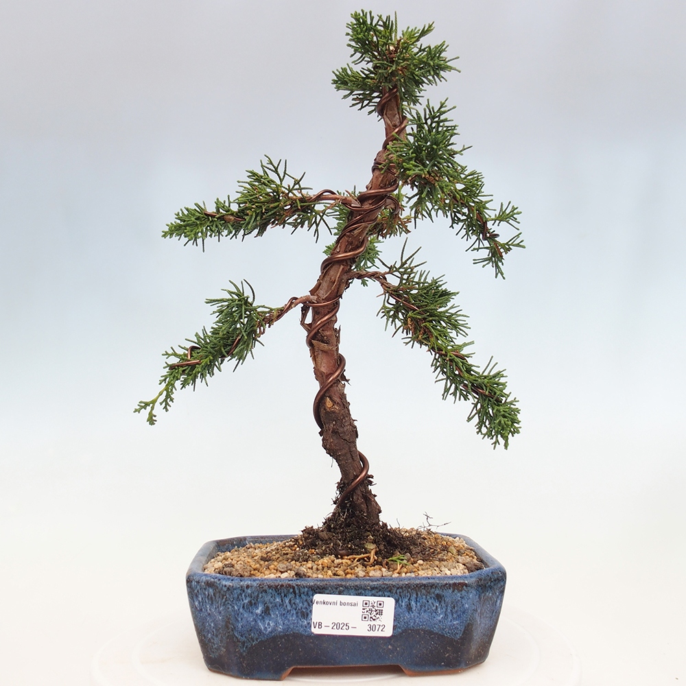 Outdoor bonsai - Juniperus chinensis Kishu - Chinese Juniper - e-bonsai.com