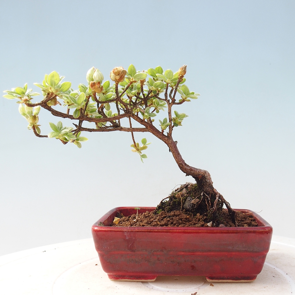 Outdoor bonsai - Rhododendron indicum - Japanese azalea - e-bonsai.com