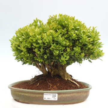 Outdoor bonsai - Buxus sempervirens - boxwood - e-bonsai.com