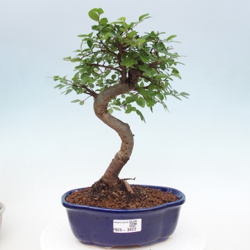 Room bonsai - Ulmus parvifolia - Small-leaved elm - e-bonsai.com