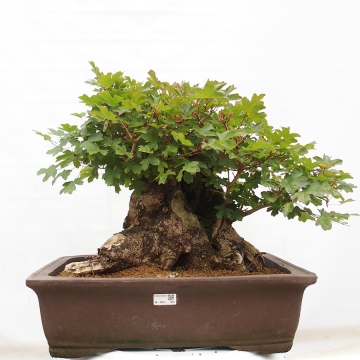 Outdoor bonsai - French Maple - Acer Nonspessulanum - e-bonsai.com