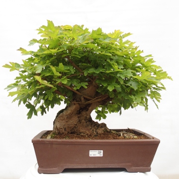 Outdoor bonsai - Baby maple - Acer campestre - e-bonsai.com