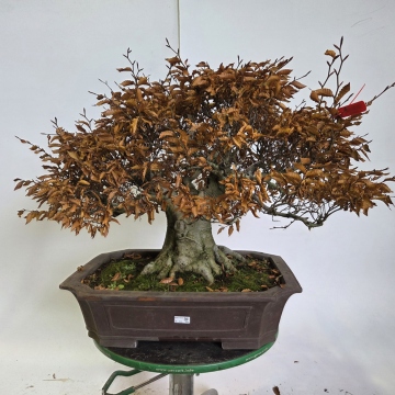 Outdoor bonsai -Fagus crenata - e-bonsai.com