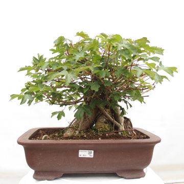Outdoor bonsai - Baby maple - Acer campestre - e-bonsai.com