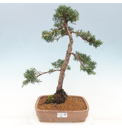Outdoor bonsai - Juniperus chinensis Kishu - Chinese juniper - e-bonsai.com