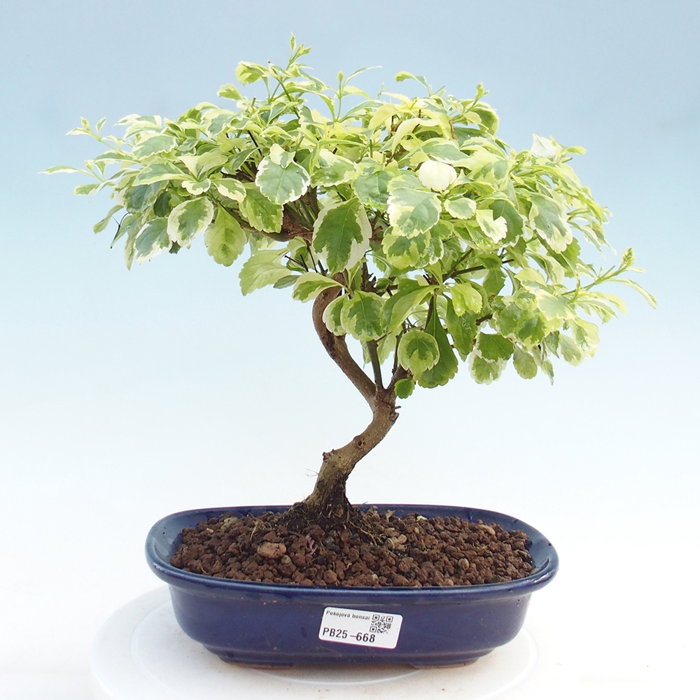 Indoor bonsai - Duranta variegata - e-bonsai.com