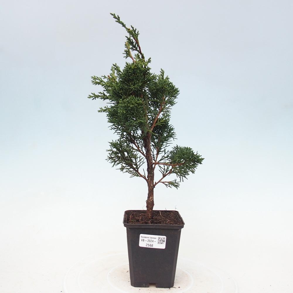 Outdoor bonsai - Juniperus chinensis Kishu - Chinese juniper - e-bonsai.com